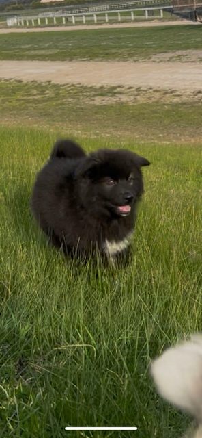 Alaskan malamute collie puppies for sale | Dogs & Puppies | Gumtree ...