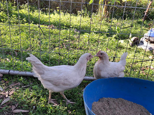 Leghorn commercial pullets 10 weeks old sexed females 🥚 | Livestock ...