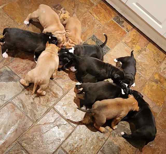 american staffy cross shar pei puppies for sale | Dogs & Puppies ...