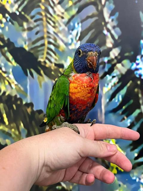 Hand-Tamed Friendly Rainbow Lorikeets From $250ea - $400ea | Birds ...
