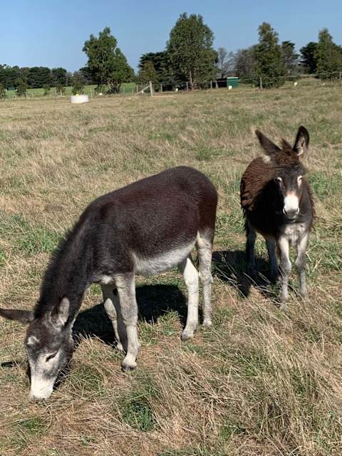 Irish donkey gelding | Livestock | Gumtree Australia Latrobe Valley ...