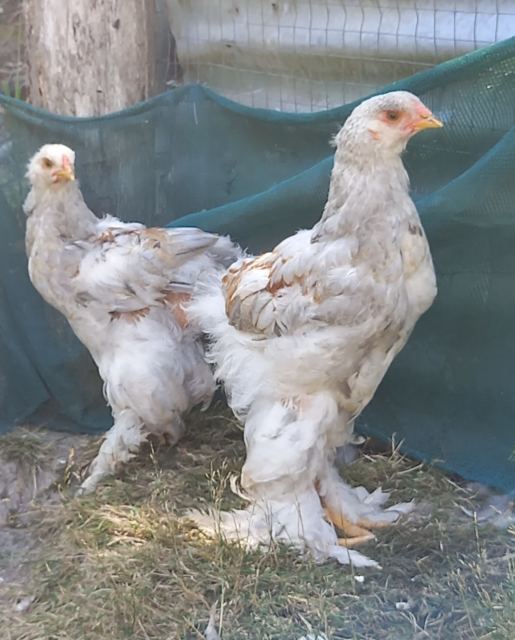 Splash Brahma roosters | Birds | Gumtree Australia Huon Valley ...