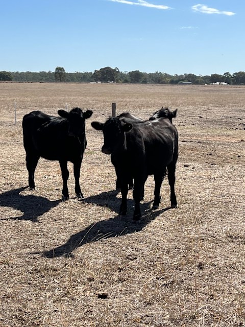 Cattle Black Angus | Livestock | Gumtree Australia Bendigo Surrounds ...