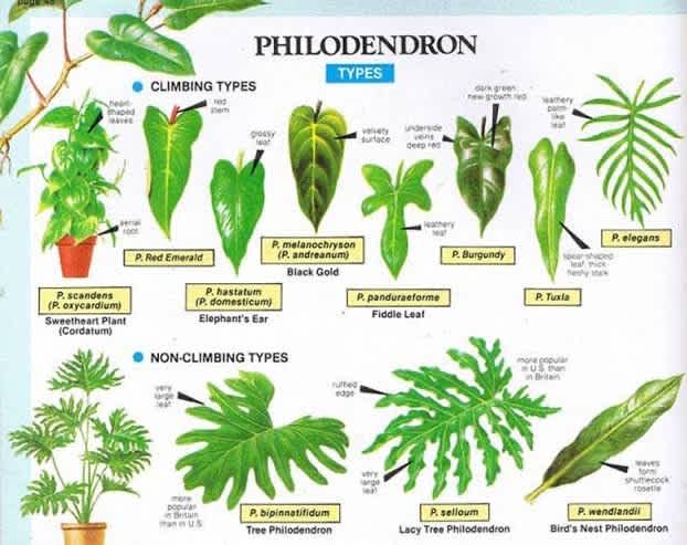 Philodendrons $10 each INGHAM NQ - Plants in Ingham QLD | Gumtree Australia