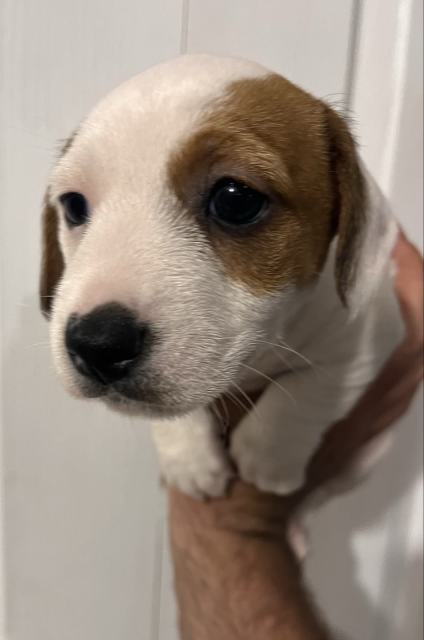Purebred Jack Russell | Dogs & Puppies | Gumtree Australia Latrobe ...