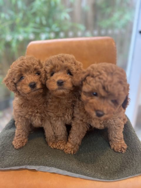 Stunning Ruby TOY CAVOODLES Available now DNA clear | Dogs & Puppies ...