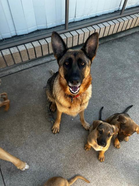 German Shepard X Ridgeback Puppies | Dogs & Puppies | Gumtree Australia ...