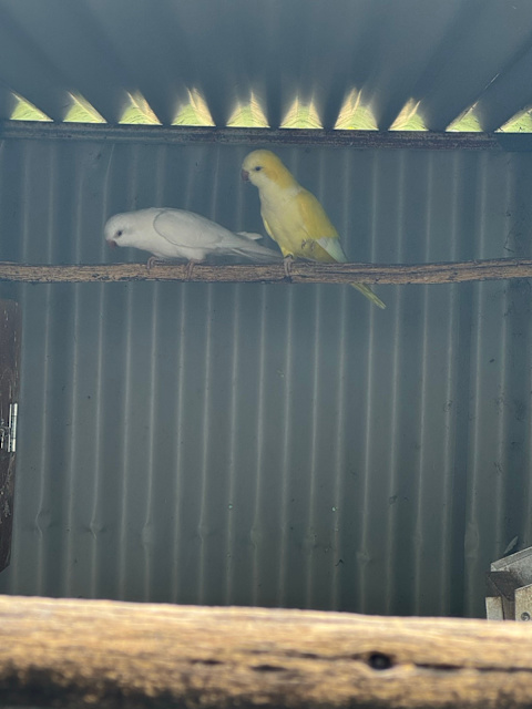 Quaker birds breeding pair | Birds | Gumtree Australia Liverpool Plains ...