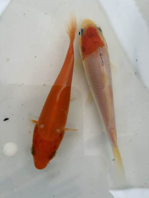 Colourful Koi Fish | Fish | Gumtree Australia Canning Area - East ...