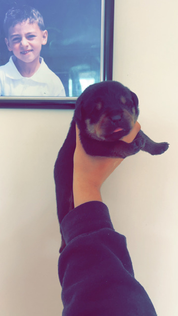 bobtail rottweiler puppies | Dogs & Puppies | Gumtree Australia Gwydir ...