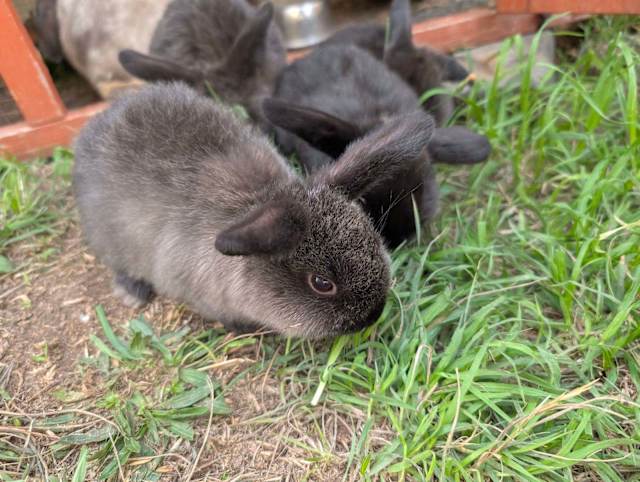 baby rabbits | Rabbits | Gumtree Australia Southern Midlands - Bagdad ...