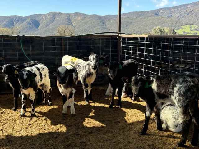Danish blue bull and heifer calves | Livestock | Gumtree Australia ...