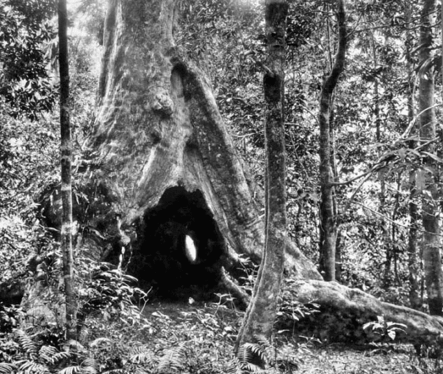 ADVANCED QLD BRUSH BOX OZ NATIVE TREES 3-4 metres in large growbag ...