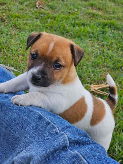 Pure bred Jack Russell pups | Dogs & Puppies | Gumtree Australia ...