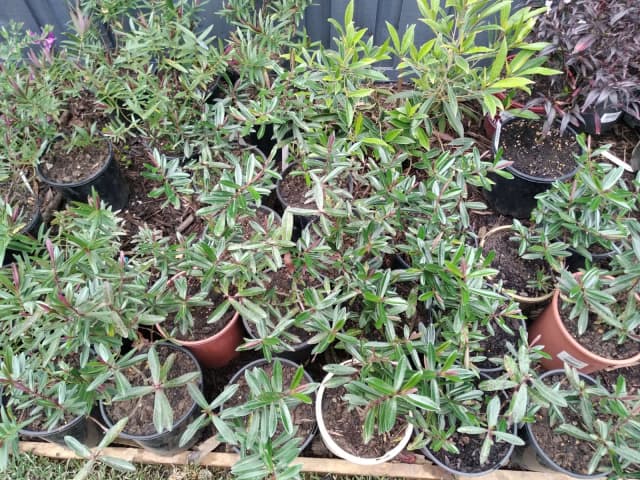 Hebe - Small Shrubs - Assorted varieties and colours - All one price ...