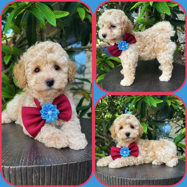 Toy Poodle Boy Pup💙Tiny Bundle Of Joy💙DNA Clear | Dogs & Puppies ...