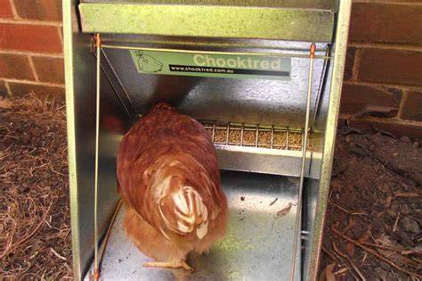 Chooktred the best chook feeder ever! | Pet Products | Gumtree ...
