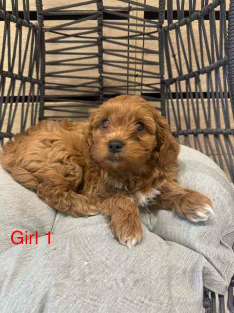 Moodle Puppies (NEGOTIABLE) | Dogs & Puppies | Gumtree Australia ...