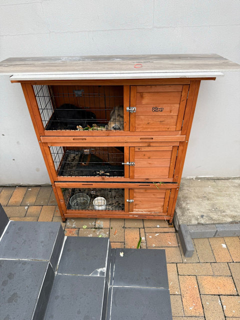 Mini Lope baby Bunny plus cage | Rabbits | Gumtree Australia Parramatta ...