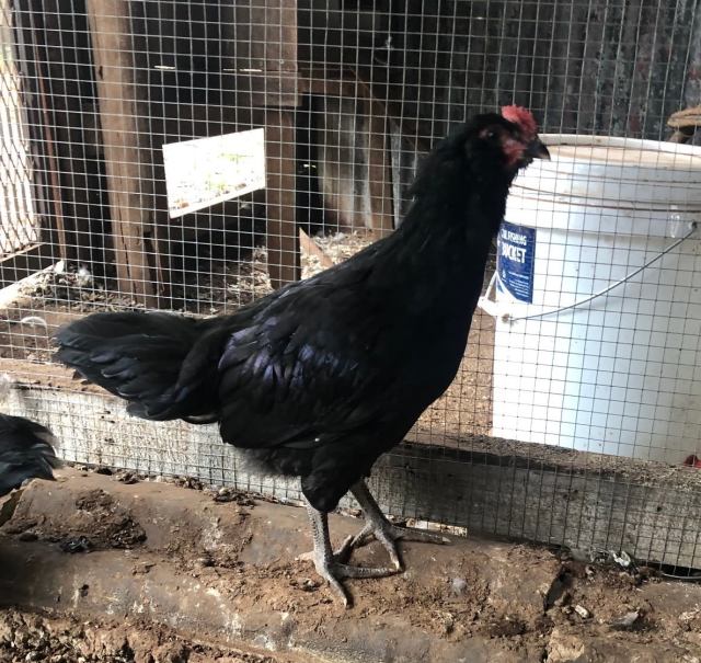 Cockerels (boys) chickens - Araucana, Wyandotte, Welsummer, Silkie ...
