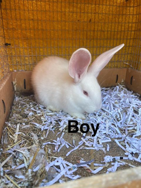New Zealand x Flemish giant | Rabbits | Gumtree Australia Brimbank Area ...