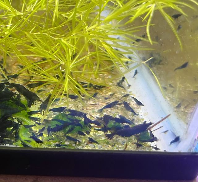 Dark Blue black cherry shrimp neocaridina skittles cull can post | Fish ...