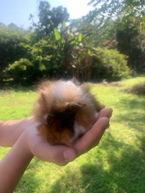 Guinea pigs | Other Pets | Gumtree Australia Maroochydore Area - Kiels ...