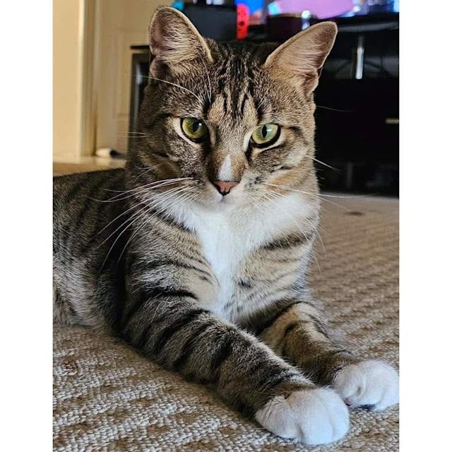 10526 : Juno - CAT for ADOPTION - Vet Work Included | Cats & Kittens ...