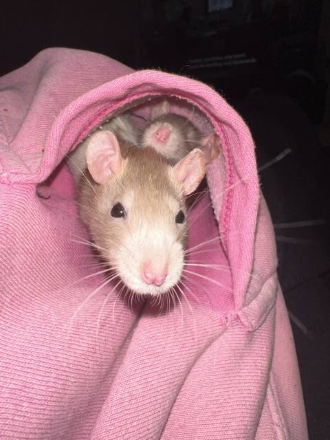 Baby Fancy Rats for Sale | Other Pets | Gumtree Australia Glen Eira ...