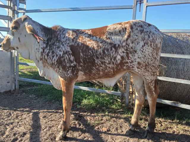 Brahman x heifers | Livestock | Gumtree Australia Bundaberg Surrounds - Winfield | 1327531182