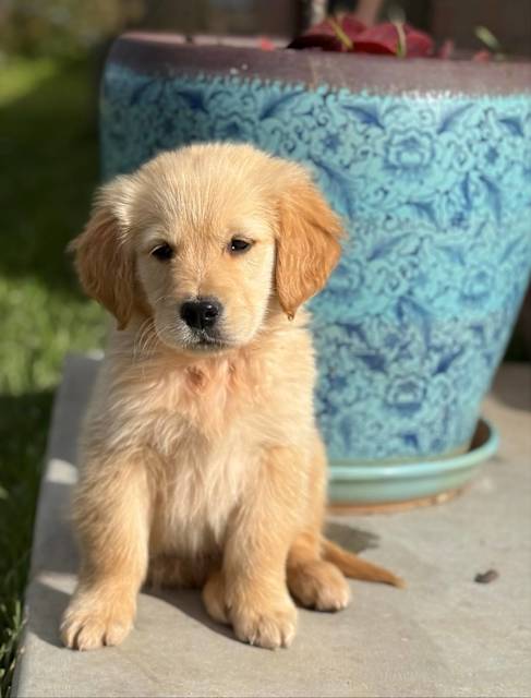 Purebred Golden Retriever puppies | Dogs & Puppies | Gumtree Australia ...