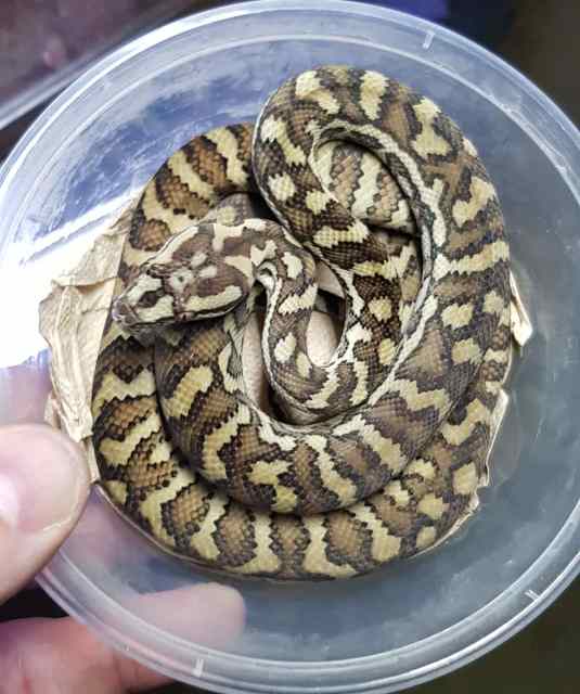 Python hatchys | Reptiles & Amphibians | Gumtree Australia Brisbane ...