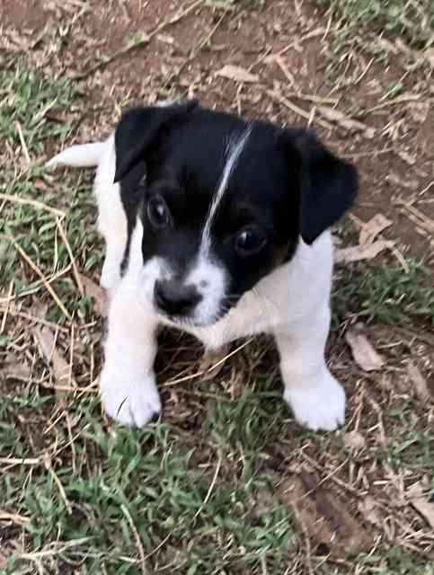 Jack Russell x Mini Foxie Puppies | Dogs & Puppies | Gumtree Australia ...
