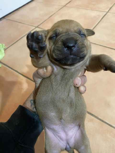 Bullmastaff X Staffy puppies for sale (Rare Colours!) | Dogs & Puppies ...