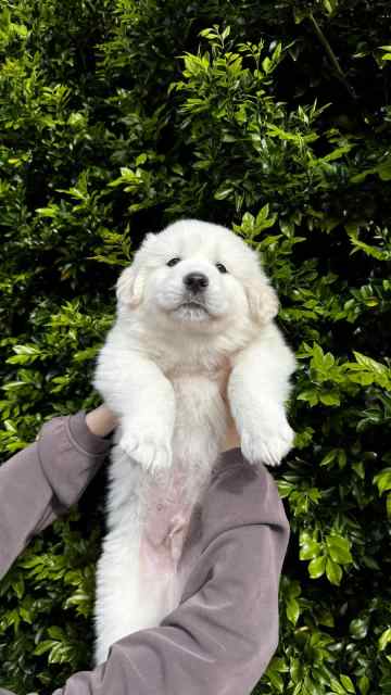 Baby Puppies in WA Perth. | Dogs & Puppies | Gumtree Australia Canning ...