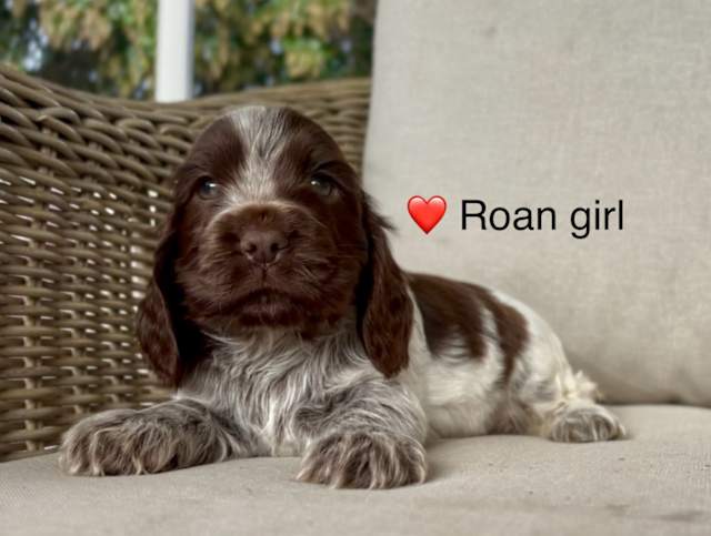 Purebred Liver English Cocker Spaniels | Dogs & Puppies | Gumtree ...