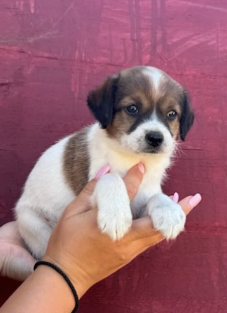 Jack Russell X Chihuahua | Dogs & Puppies | Gumtree Australia Salisbury ...