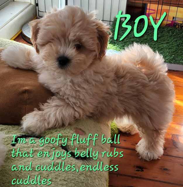 Shih-Tzu x Poodle, Shoodle, Shih-Poo | Dogs & Puppies | Gumtree ...