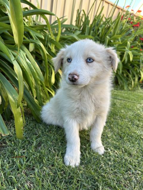 PURE BRED RED & WHITE BORDER COLLIES | Dogs & Puppies | Gumtree ...