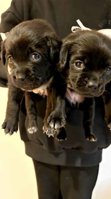8 week old Pug x Spaniel x Australian Cattle pups | Dogs & Puppies ...