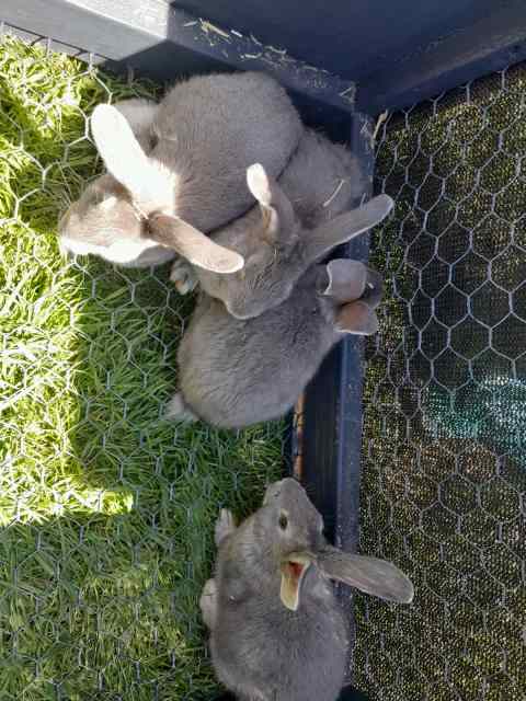 baby flemish rabbits | Rabbits | Gumtree Australia Launceston Area ...