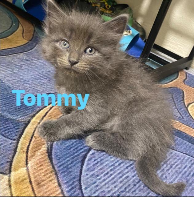 Male Cute Manx Blue Russian x Persian with Tails | Cats & Kittens ...