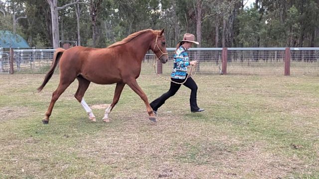 Chestnut Arabian Gelding 8 years old | Horses & Ponies | Gumtree ...