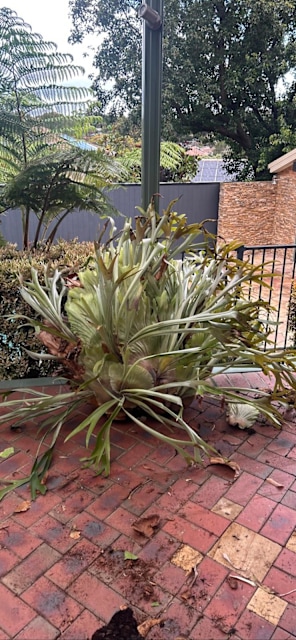 Elk horn fern - Plants in Rowville VIC | Gumtree Australia