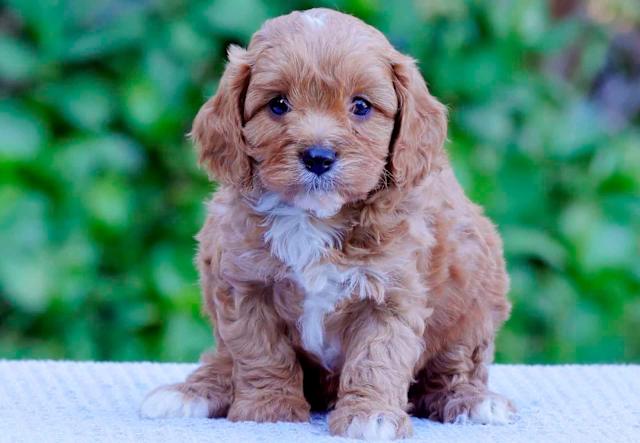 TOY & MINI Cavoodle puppies // females and males AVAILABLE | Dogs ...