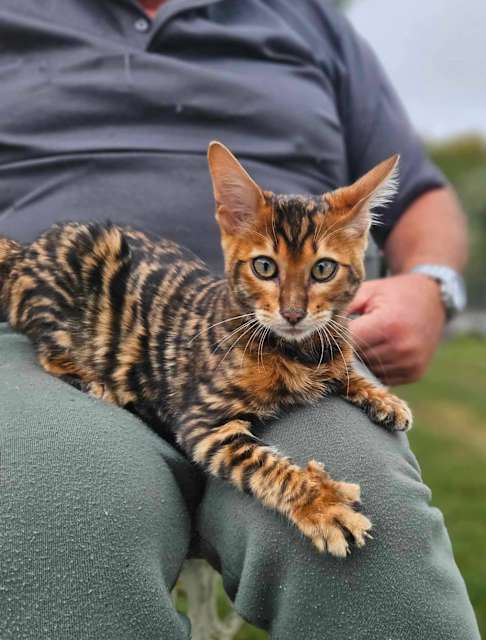 Toyger kittens - purebred | Cats & Kittens | Gumtree Australia Penrith ...