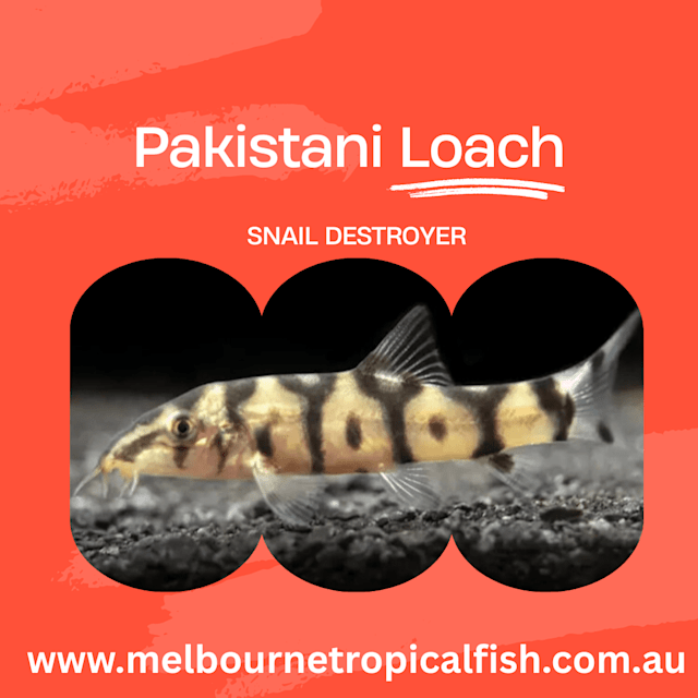 Pakistani Loach Yoyo Loach & Clown Loach - ultimate snail destroyers ...