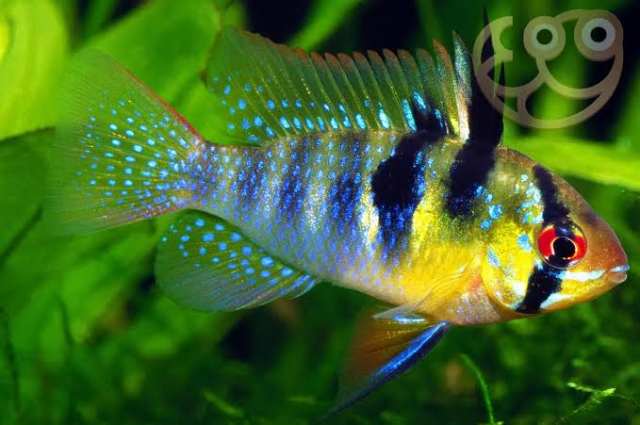 german blue ram fish | Livestock | Gumtree Australia Fairfield Area ...