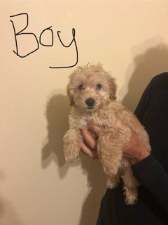 Cute Moodle puppies! | Dogs & Puppies | Gumtree Australia Blue ...