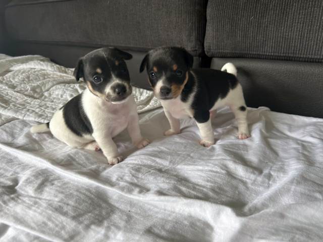 Mini Foxie (Foxy) Puppies | Dogs & Puppies | Gumtree Australia Gold ...